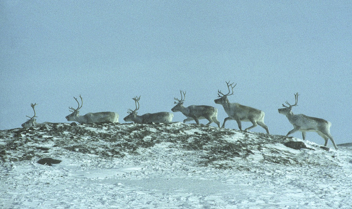 8. Caribou - herds | The Nick Newbery Photo Collection
