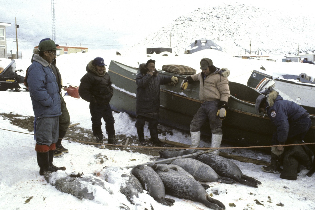 4. Seal Hunting - Qikiqtarjuaq | The Nick Newbery Photo Collection