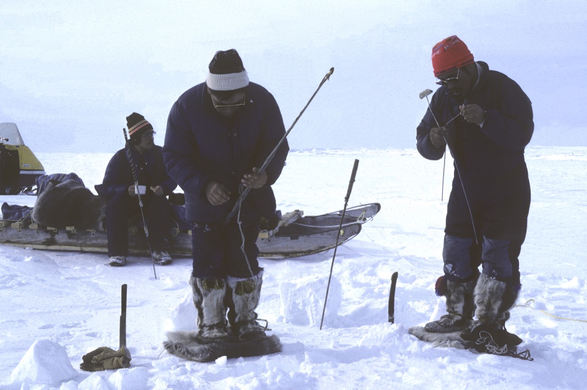 29. Seal Hunting | The Nick Newbery Photo Collection