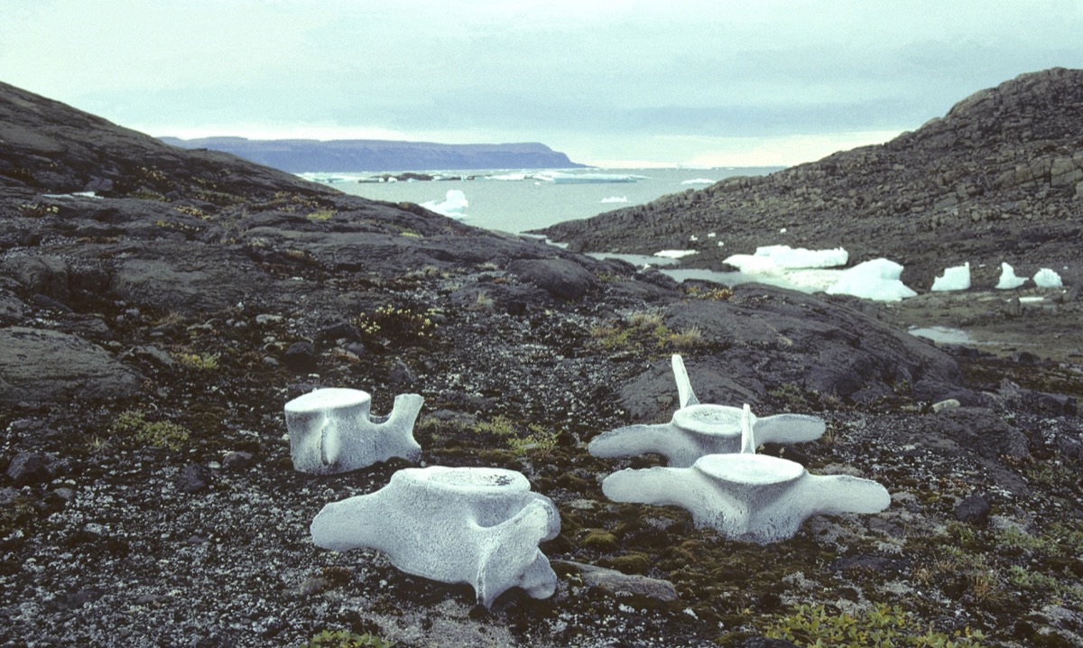 10. Skraeling Island | The Nick Newbery Photo Collection