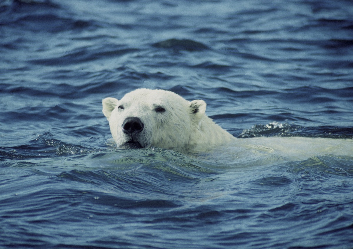 26. Trip with Mosha | The Nick Newbery Photo Collection