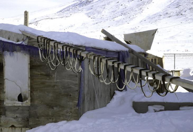 11. Seals,Sealskins & Rope | The Nick Newbery Photo Collection