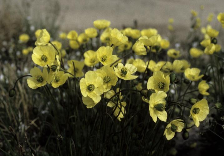 10. Arctic Poppy | The Nick Newbery Photo Collection