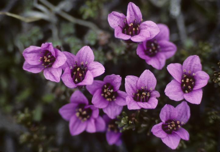 10. Purple Saxifrage | The Nick Newbery Photo Collection